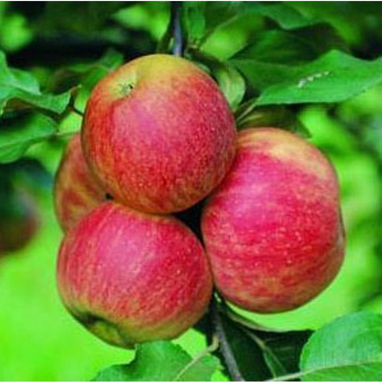 Pommier Elstar. Le pot de 15 litres forme 1/2 tige