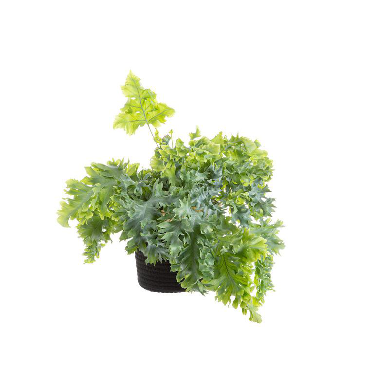 Fougère Phlebodium (Polypode doré). Le pot Ø 17 cm avec cache-pot en ...