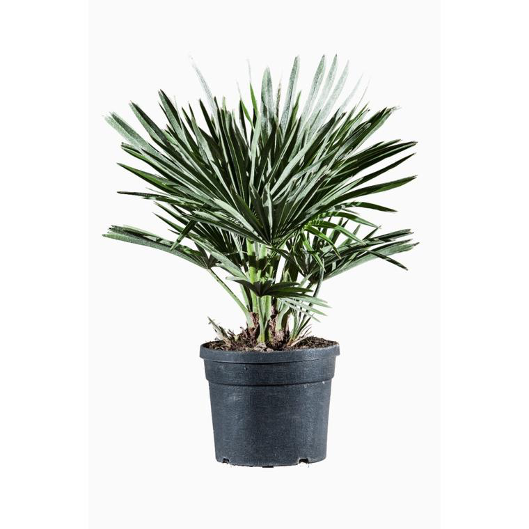 Chamaerops Humilis Compacta en pot de 3 L vert
