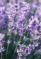 Lavande Dutch Lavander. Le pot de 2 litres | botanic®