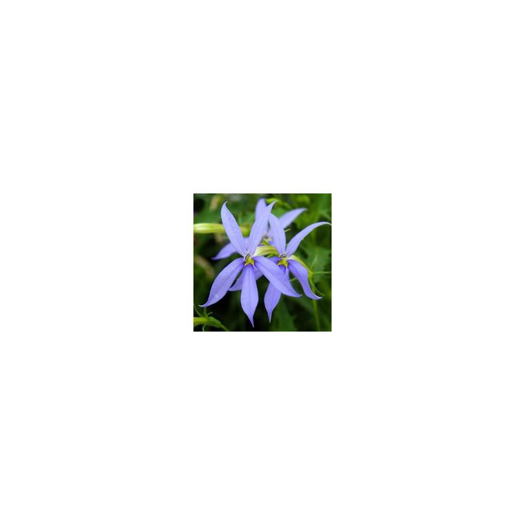 Isotoma - Le pot de 2 litres | botanic®