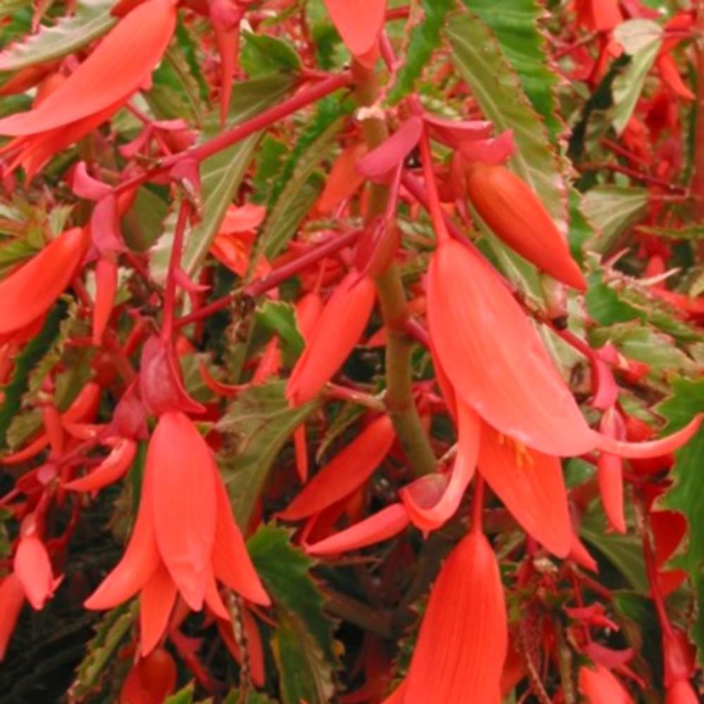 Begonia Pendula. La suspension de 6 litres