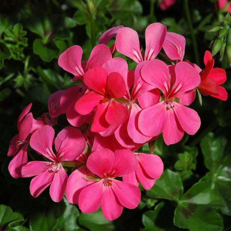 Géranium Lierre Simple à fleurs multicolores - Le pot de 2,5 litres ...