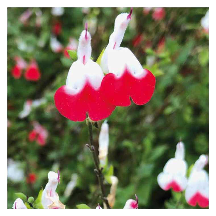Sauge rouge et blanche Hot Lips - Le pot de 9 x 9 cm