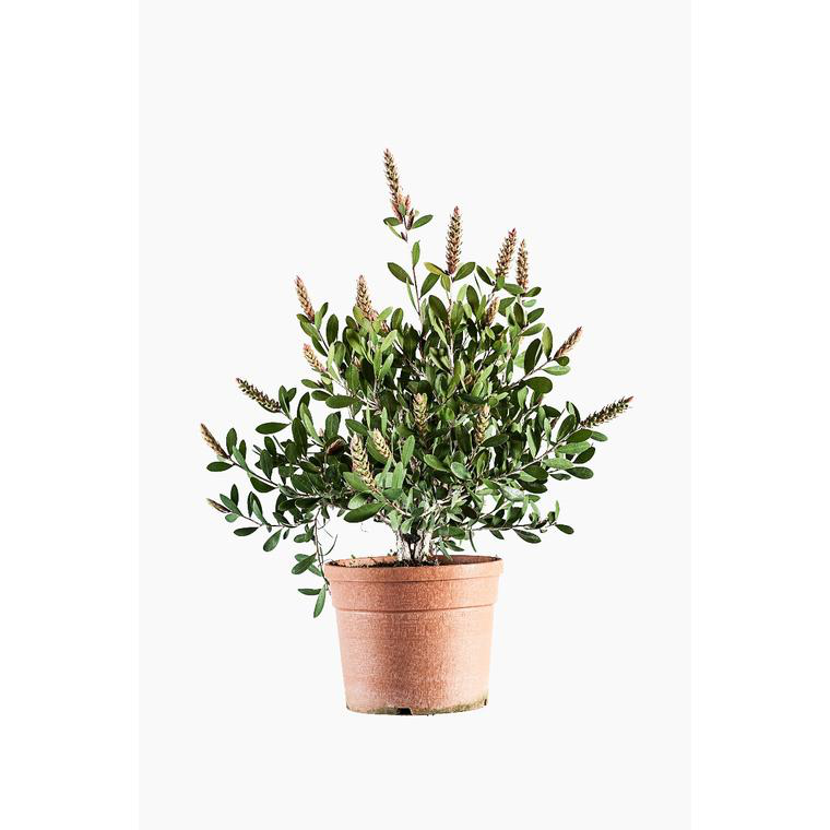 Callistemon Bright Pink rose. Le pot de 30 litres | botanic®
