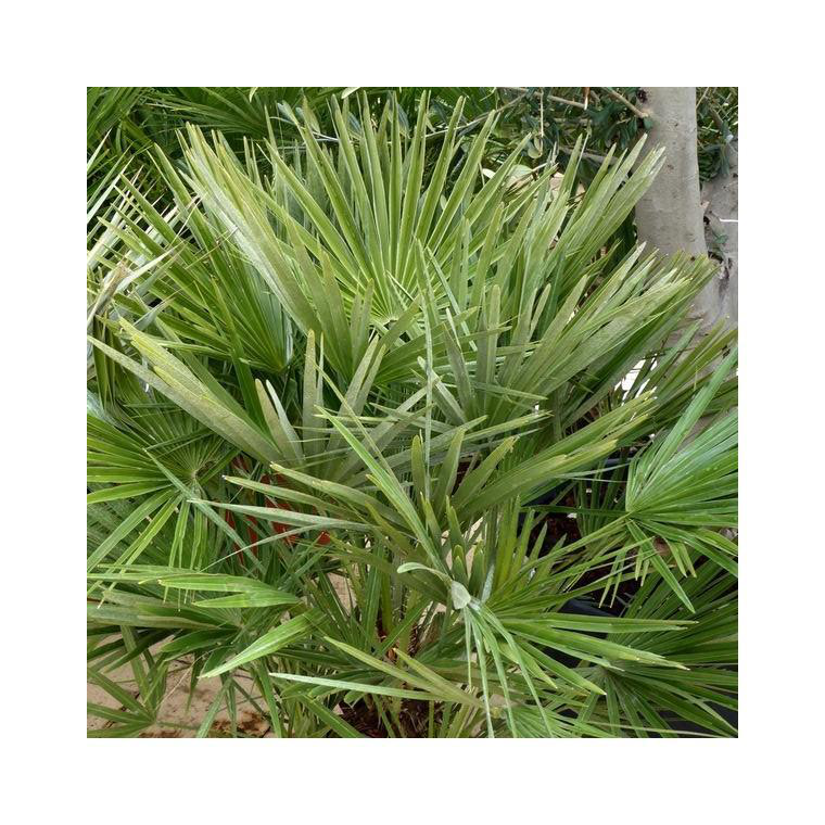 Palmier éventail ou Chamaerops Humilis vert | botanic®