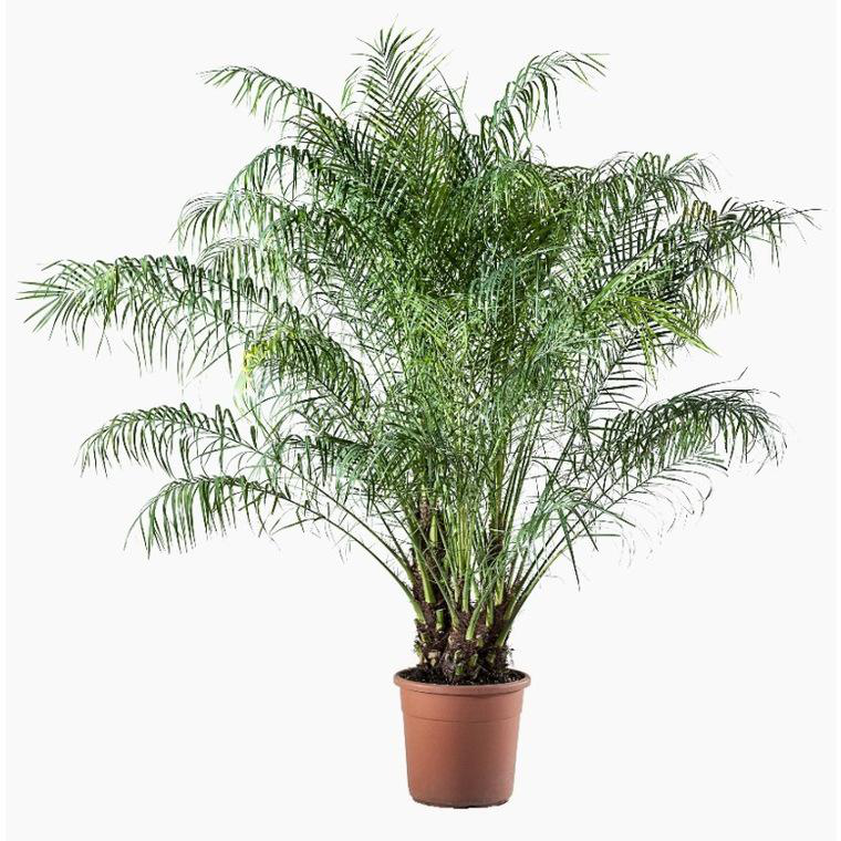 Phoenix Roebelinii (dattier nain du Mékong) en pot de 30 L vert | botanic®