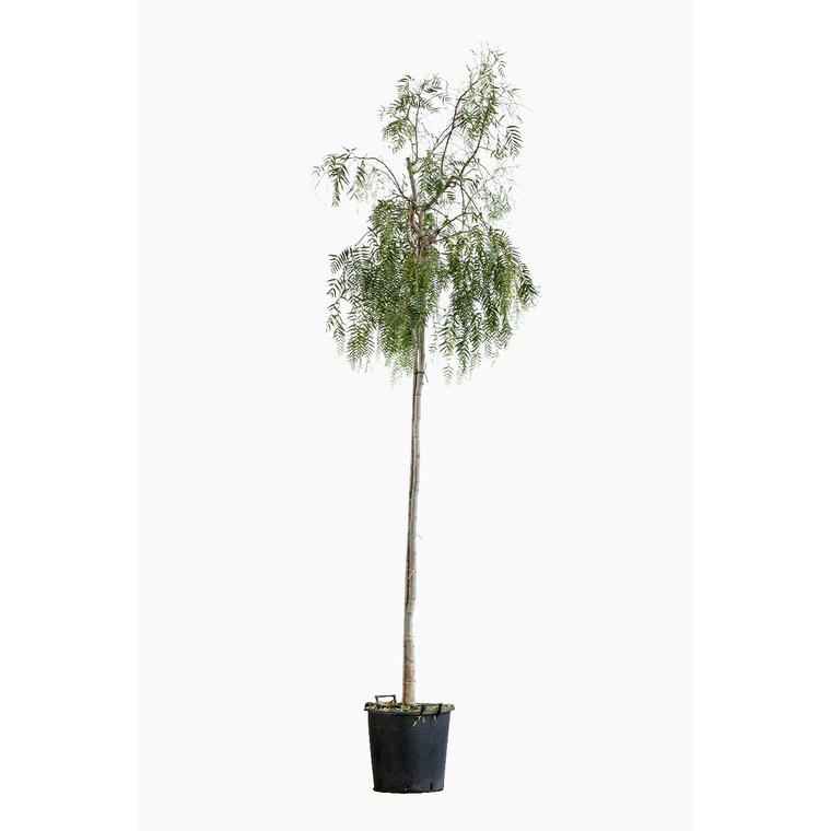 Schinus Molle (Faux Poivrier) 16/18 tige en pot de 80 L vert