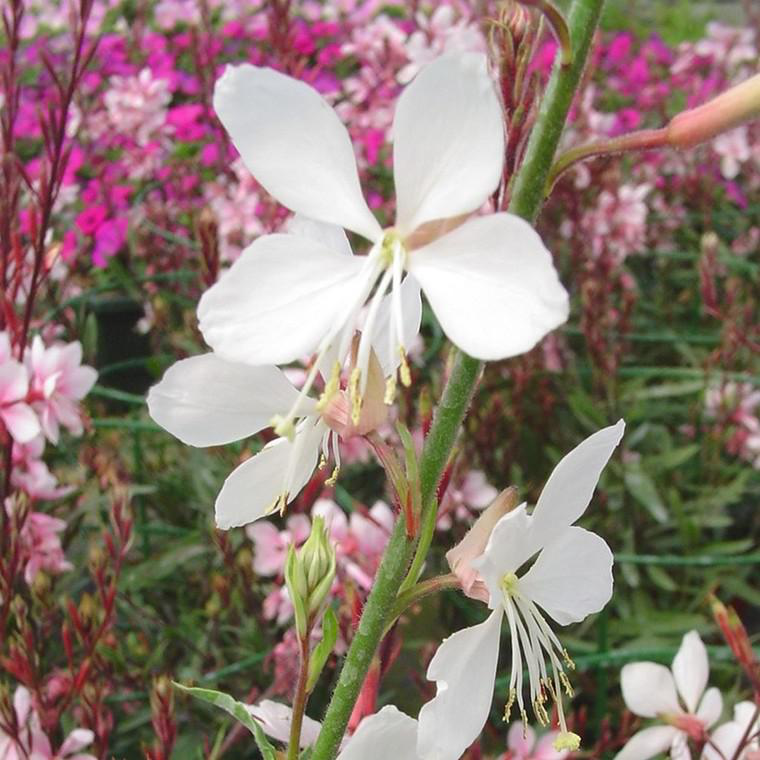 Gaura à fleurs blanches ou Gaura lindheimeri. Le pot de 4,5 litres ...