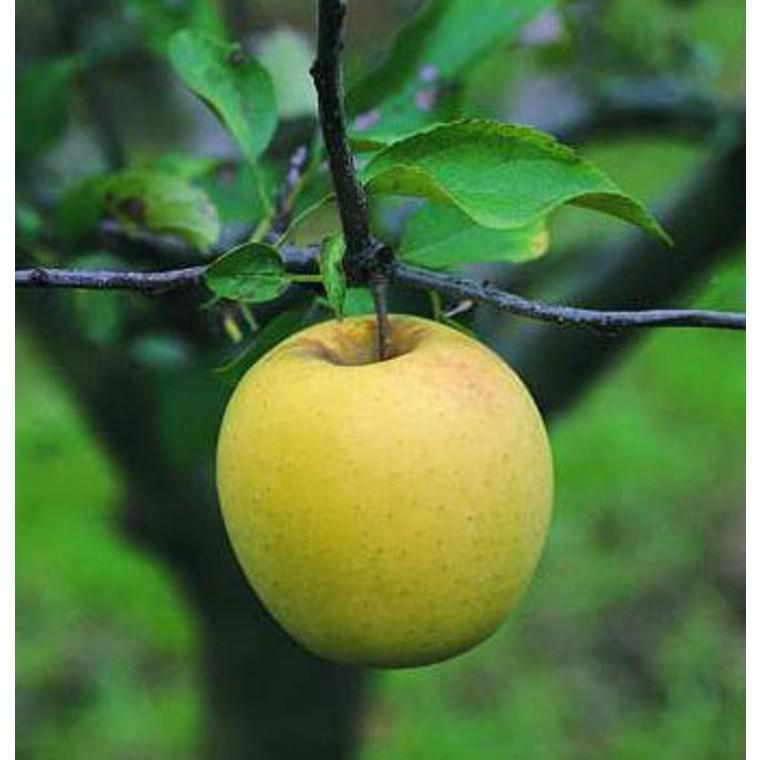 Pommier Golden Delicious. Le pot de 15 litres forme 1/2 tige