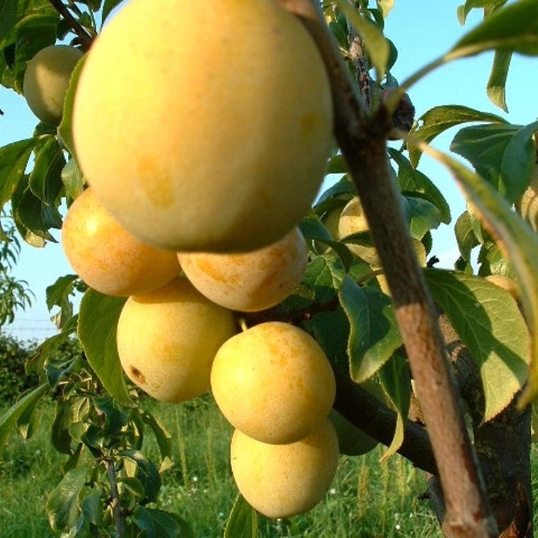Prunier Mirabelle De Nancy Lr. Le pot de 12 litres | botanic®