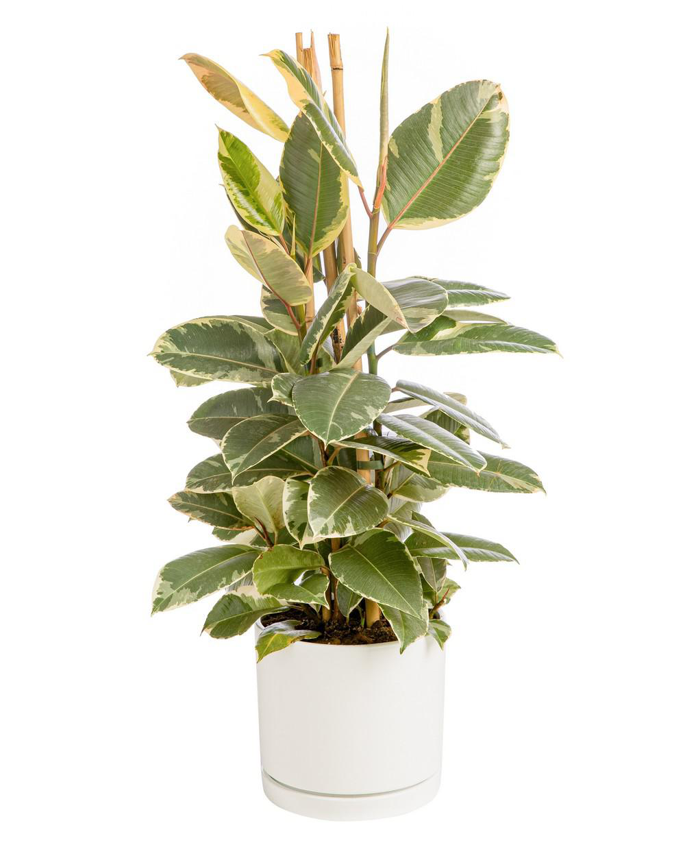 Ficus elastica Tineke vert 3 pieds en pot blanc émaillé botanic®. Le ...