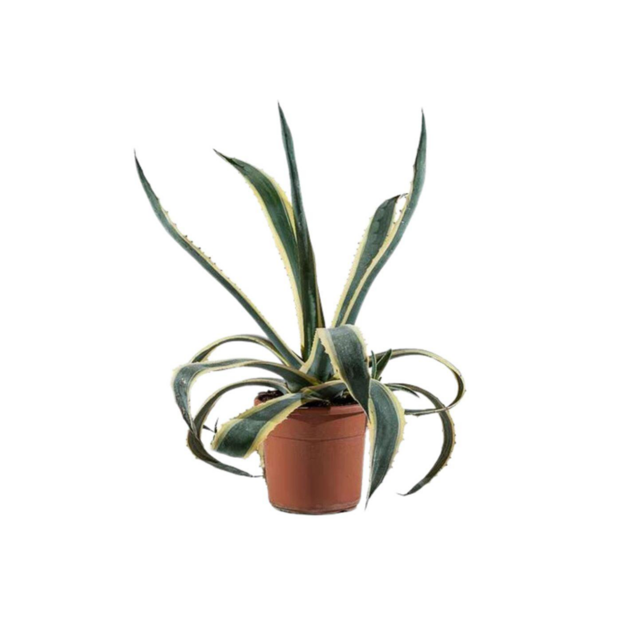 Agave Americana Marginata (Agave Américain Panaché) 40/50 en pot de 9 L ...