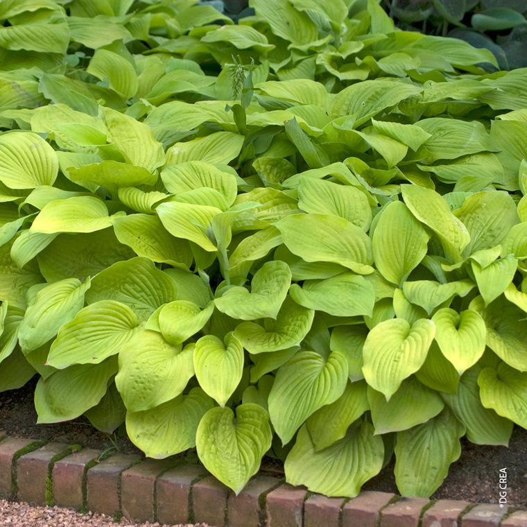 Hosta August Moon vert botanic®. Le pot de 2 litres