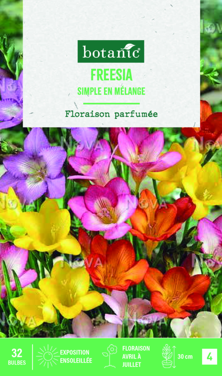 Bulbes de fleurs Freesia simple mix botanic® - 32 bulbes