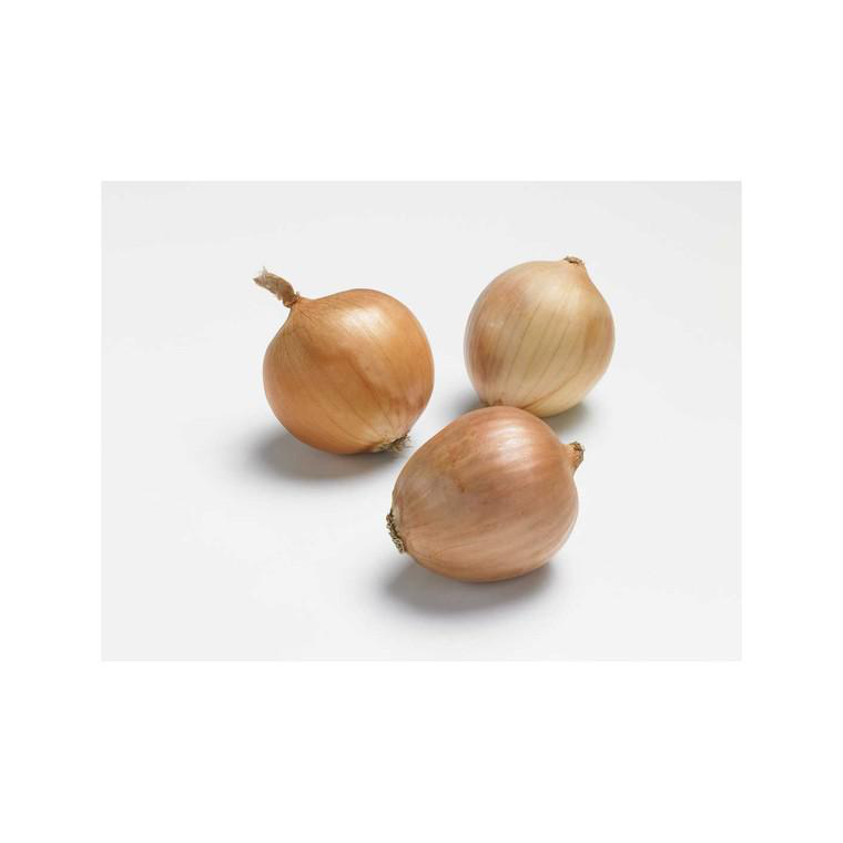 Oignon Crusado AB bio calibre 10/21 botanic® bulbes à planter - Le ...