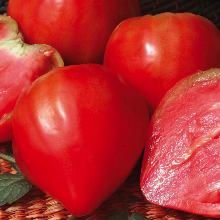 Tomate Allongee Coeur Cauralina Bio. Le pot de 10,5 cm