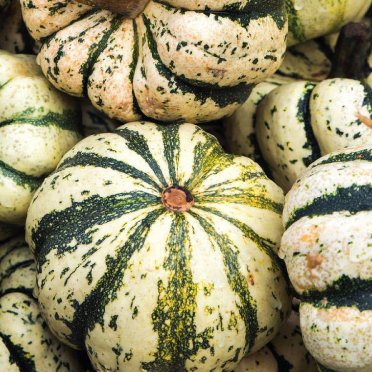 Courge Patidou Sweet Dumpling Bio - Le pot de 9 x 9 cm