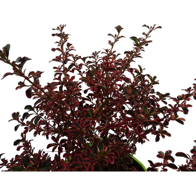 Coprosma Repens Fire Burst. Le pot de 4 litres | botanic®