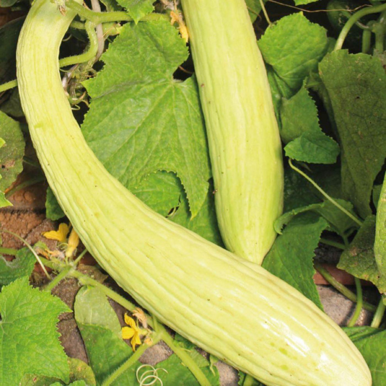 Concombre Arménien Bio. Le pot de 10,5 cm | botanic®