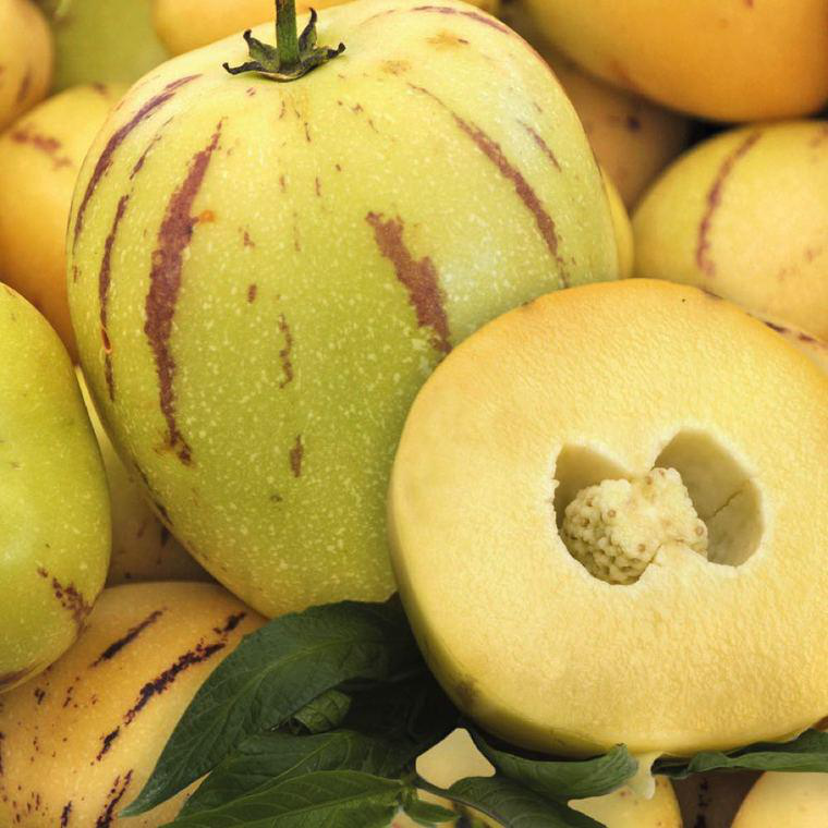 Pepino Poire Melon Bio. Le pot de 1 litre | botanic®
