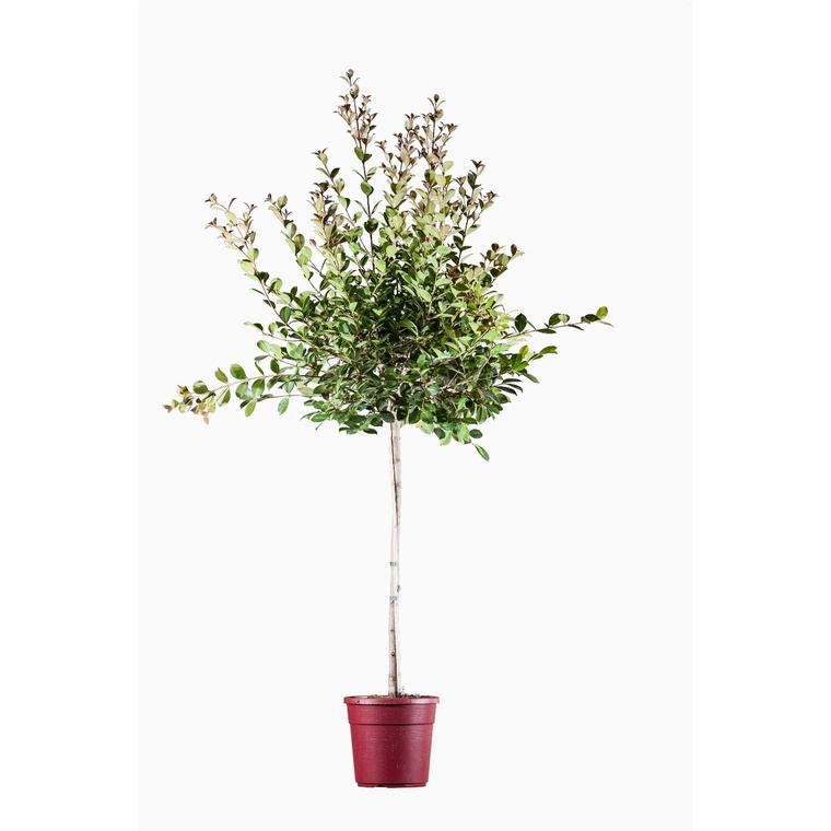 Eugenia Uniflora Etna Fire (Cerisier de Cayenne) 1/2 tige en pot de 7 L ...