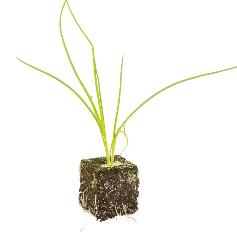 Cebette Bio. La motte de 4x4 cm | botanic®