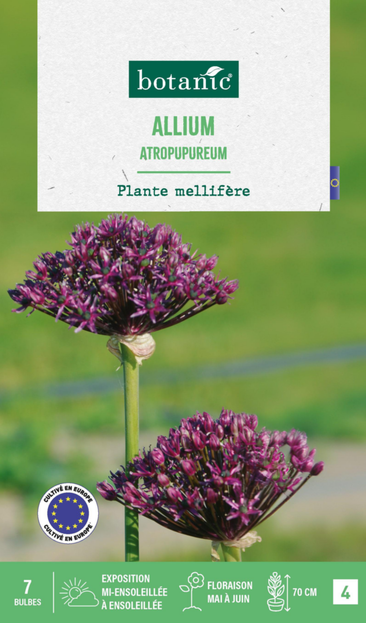 Allium atropurpureum botanic® - 7 bulbes
