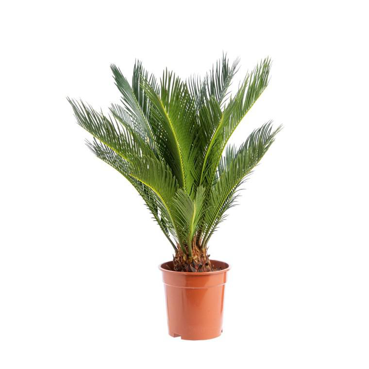 Cycas Revoluta pot Ø19xH60/80 cm | botanic®