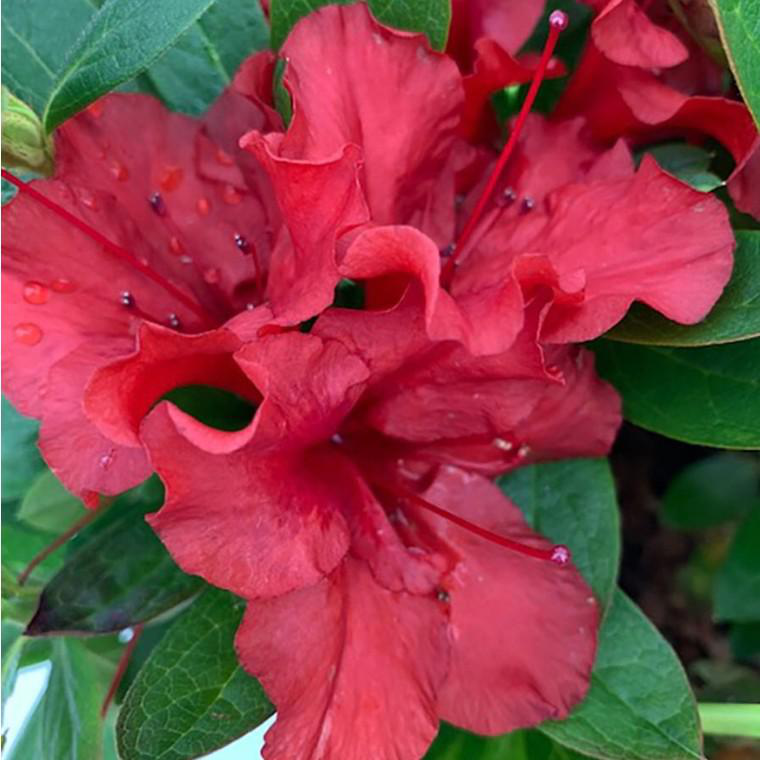 Azalée (Azalea) Encore Ruby rouge. Le pot de 4 litres