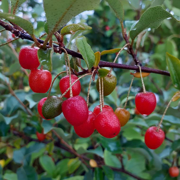 Goumi du Japon, le pot de 3 litres