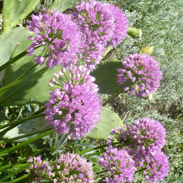 Allium Millenium (Ail d'ornement Millenium) à fleurs roses - Le pot de ...