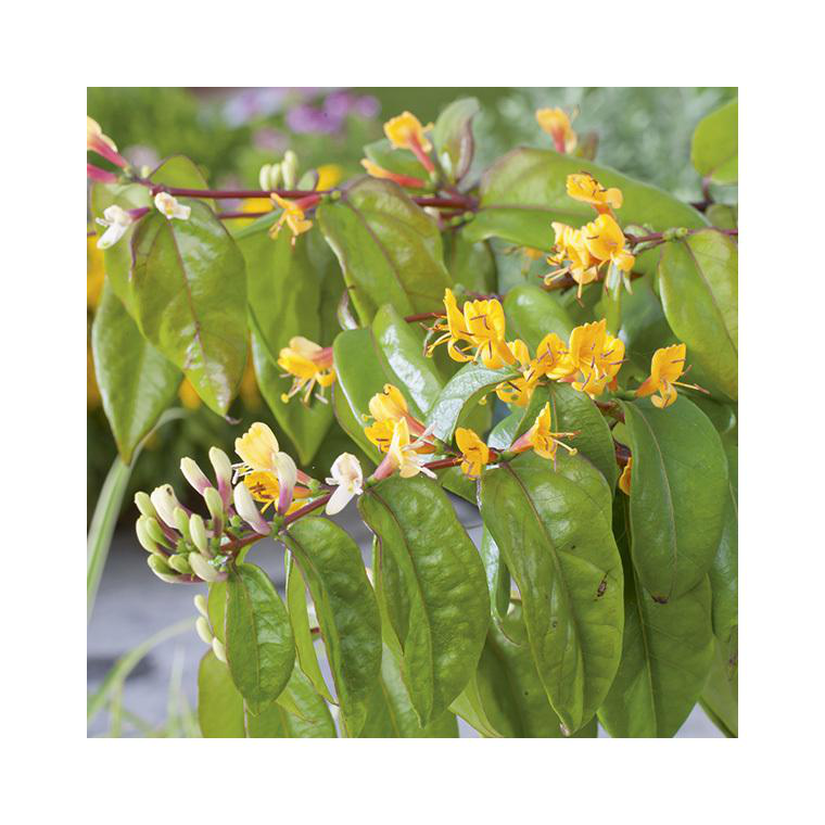 Chevrefeuille HENRYI COPPER BEAUTY®. Le pot de 6 litres | botanic®