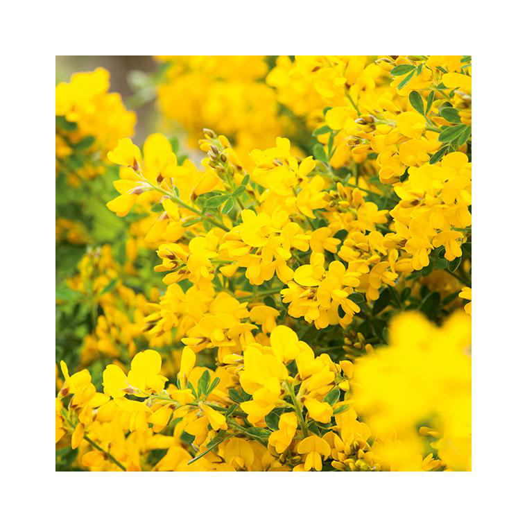 Genêt Porlock (Genista Porlock). Le pot de 7 litres