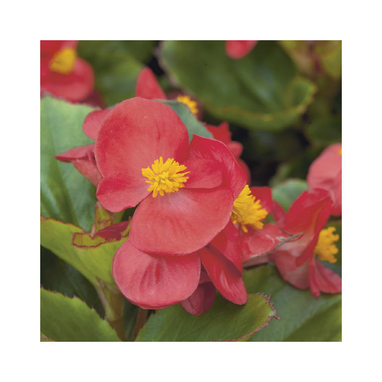 Bégonia à Massifs Rouge Le Pack De 6 Plants Botanic