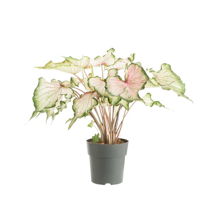 Caladium - Ø 24 cm | botanic®