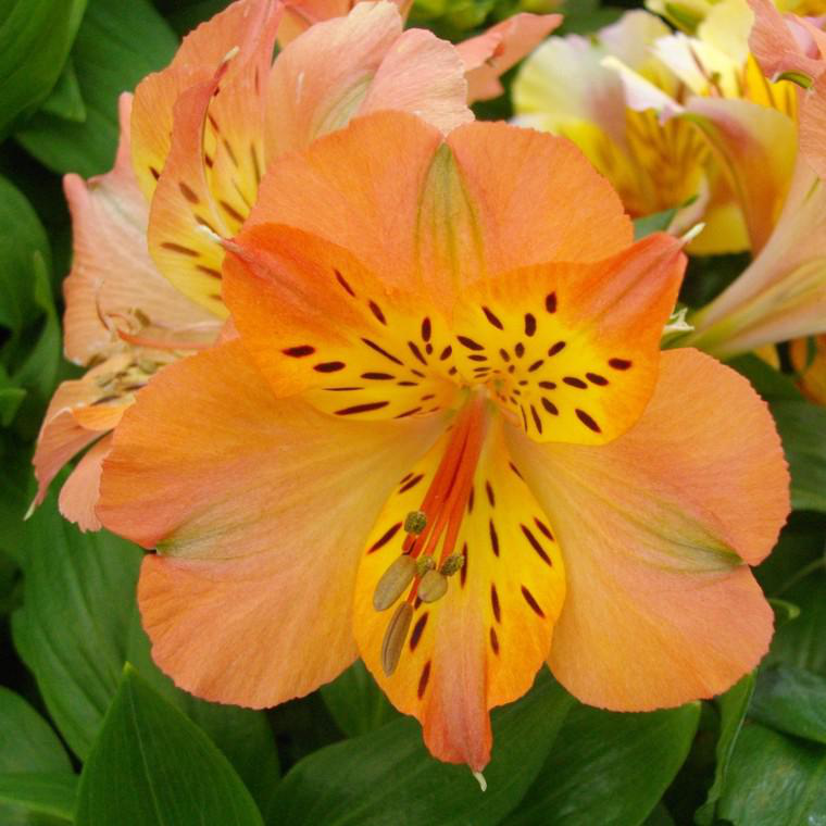 Alstroemere - Le pot de 7,5 litres