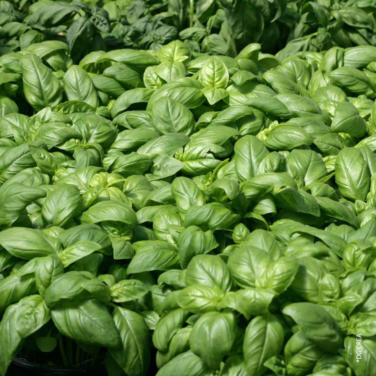 Basilic Grand Vert Bio - Le pot de 10,5 cm