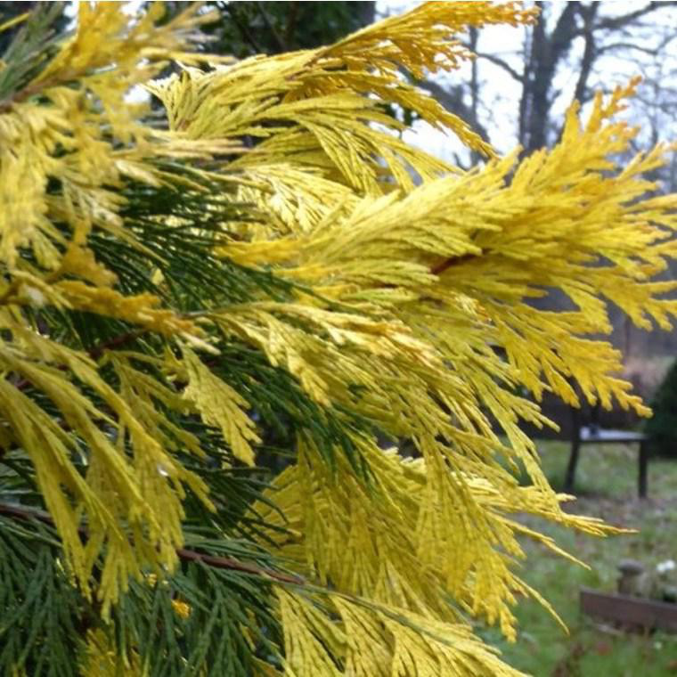 Calocedrus Decurrens Aureovariegato (Cèdre blanc de Californie) 150/175 ...
