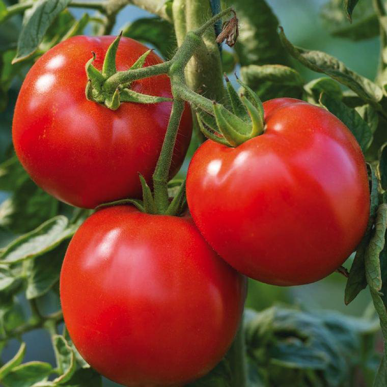 Tomate Ronde Cobra Bio. Le pot de 10,5 cm