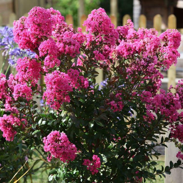 Lagerstroemia Indica With Love Girl rose. Le pot de 4 litres | botanic®
