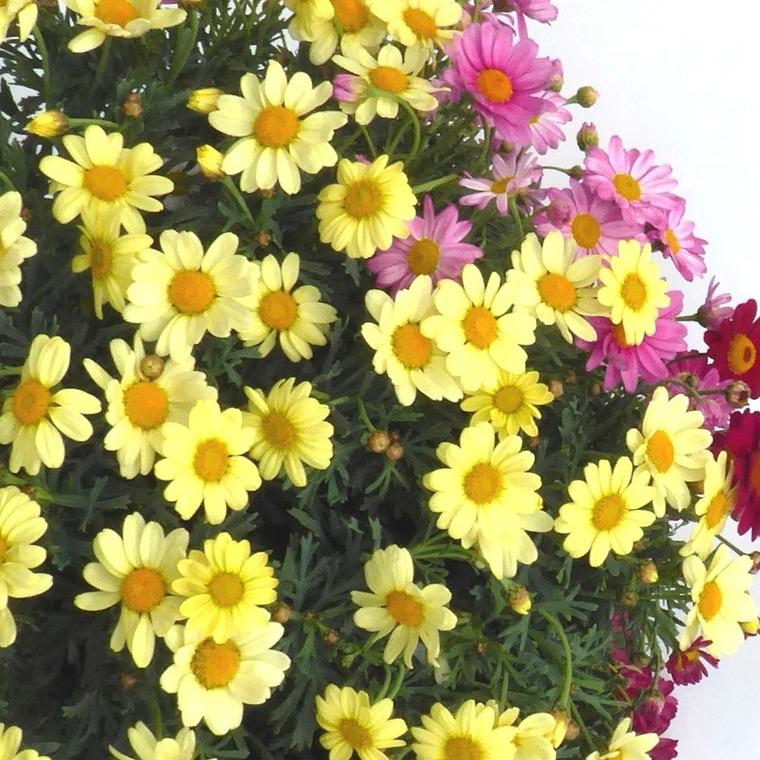 Anthémis (Fausse Camomille ou Camomille des teinturiers) à fleurs ...