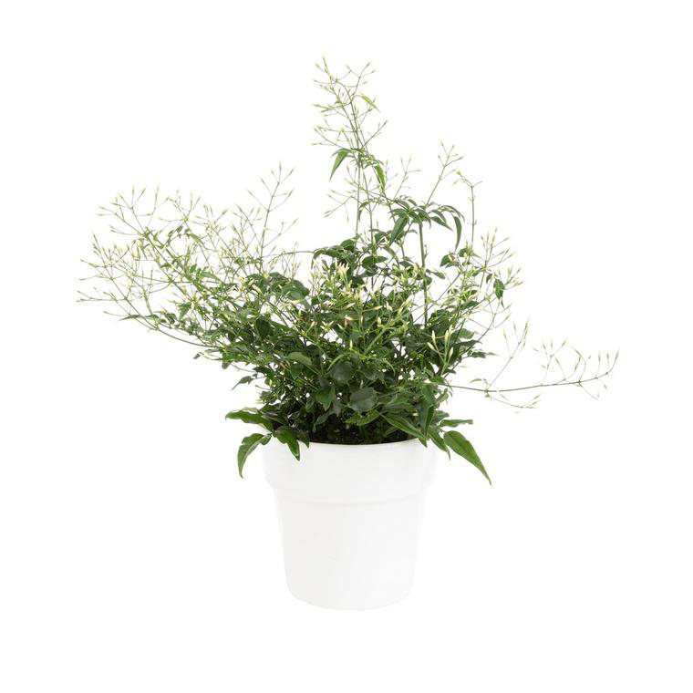 Jasmin blanc d’hiver (JASMINUM POLYANTHUM) ø12 X H30 cm Jasmin blanc d’hiver (JASMINUM POLYANTHUM) ø12 X H30 cm