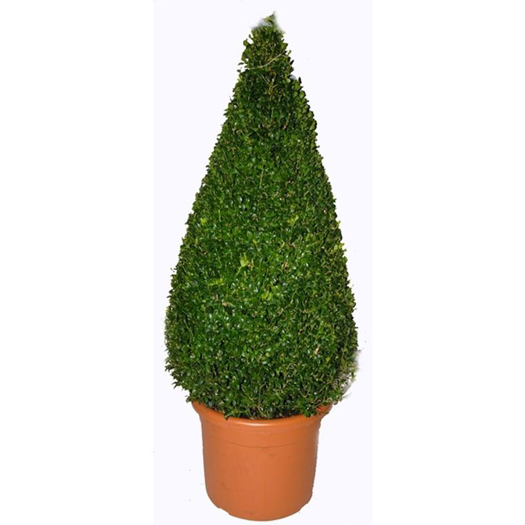 Buis commun vert forme pyramide. Le pot de 12 litres