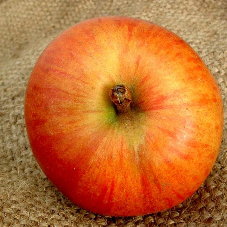 Pommier Grand Alexandre. Le pot de 12 litres, forme gobelet