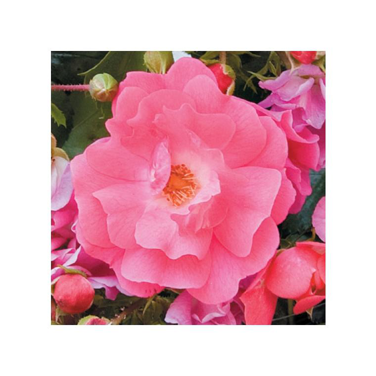 Rosier Emera rose. Le pot de 10 litres