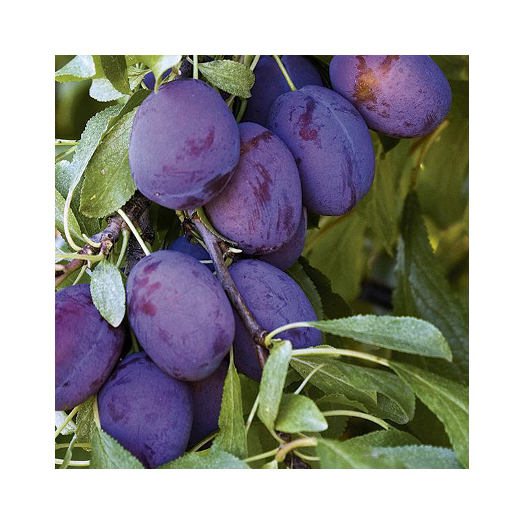 Prunier Quetsche D'Alsace Lr. Le pot de 15 litres