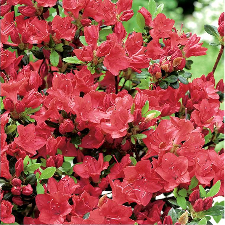 Azalea japonica johanna rouge en pot de 5 L