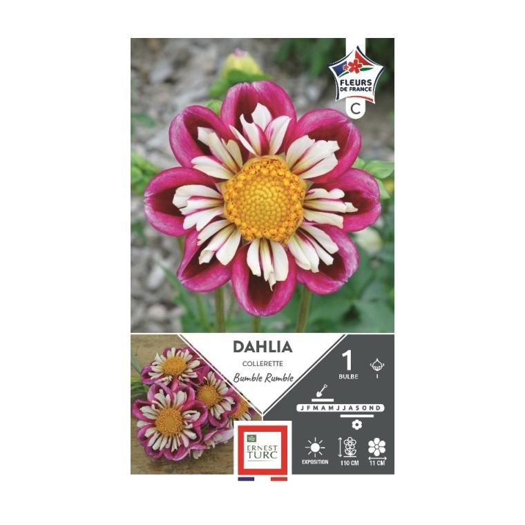 Dahlia collerette Bumble Rumble fuchsia Ernest Turc - 1 bulbe
