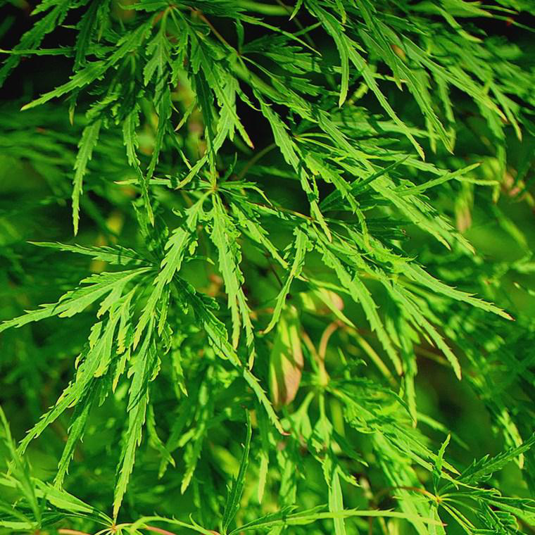 Acer Palmatum Dissectum Viridis (Erable du Japon) 80/100 ½ tige en pot ...
